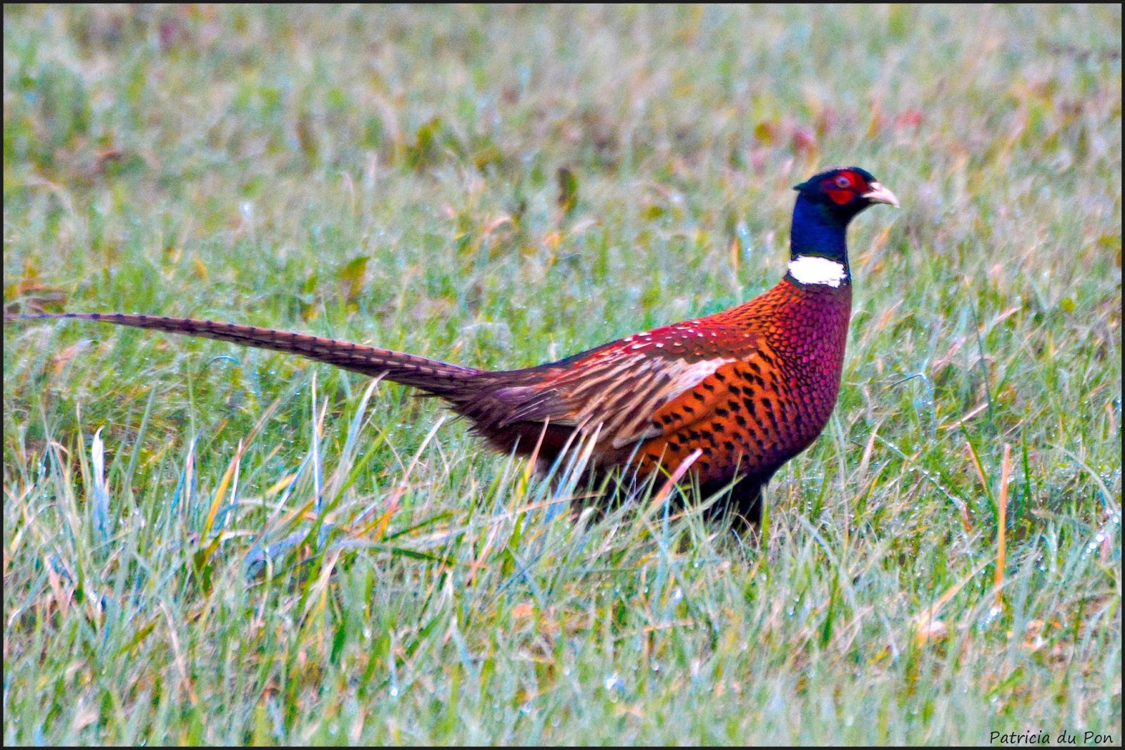 Patricia du Pon: Fazanterie & Nostalgie...