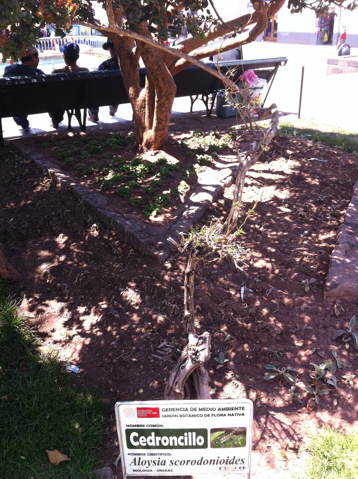 guia Cusco Peru: JARDIN BOTANICO DE LA PLAZA SAN FRANCISCO - PLANTAS DE ...