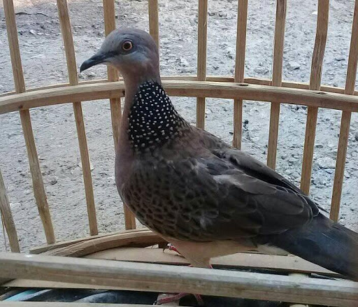 Catatan TerasGMS: Perawatan Burung Derkuku