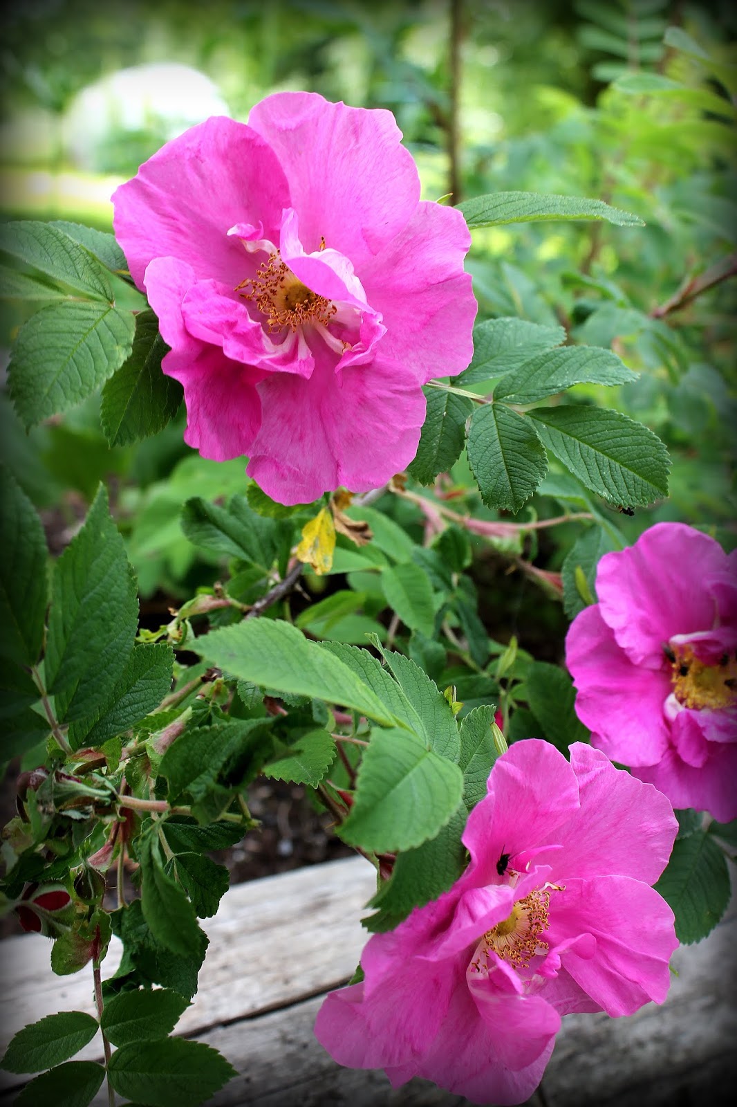 Selätön puutarhuri: Ruusuja, Roses