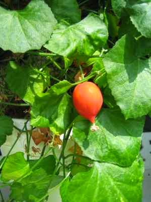 Всё о бегониях и не только...: Кедростис (Kedrostis)