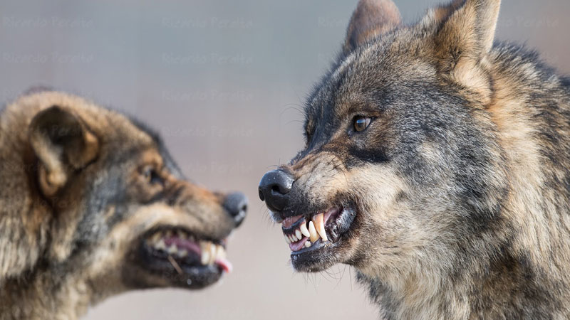 El Blog de Acebedo: Providencias marcadas por lobos