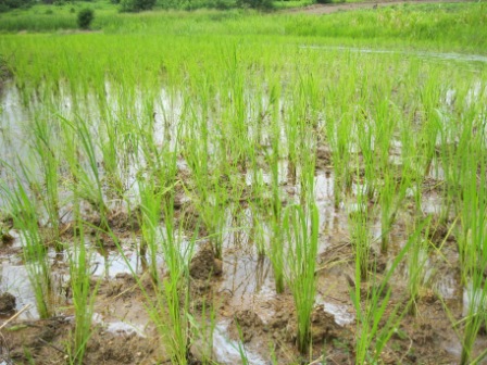 My Suitcase Life: Swamp Rice Swap