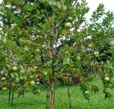 Business Ideas | Small Business Ideas: How to Starting a Guava Farming ...
