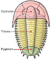 El Geoconocimiento: Fósiles Guía - Trilobites