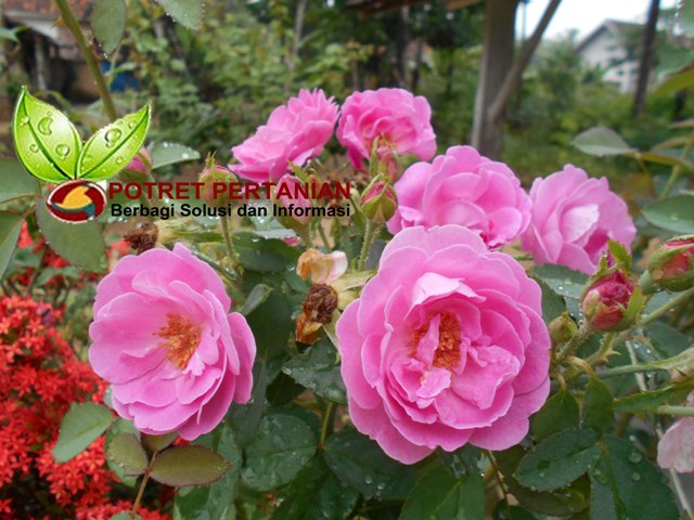 Tips Membuat Bunga Mawar Mini Rajin Berbunga - MILLENIUM