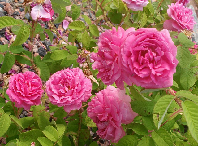 The beautiful building: The Best and Classic Old Garden Roses!