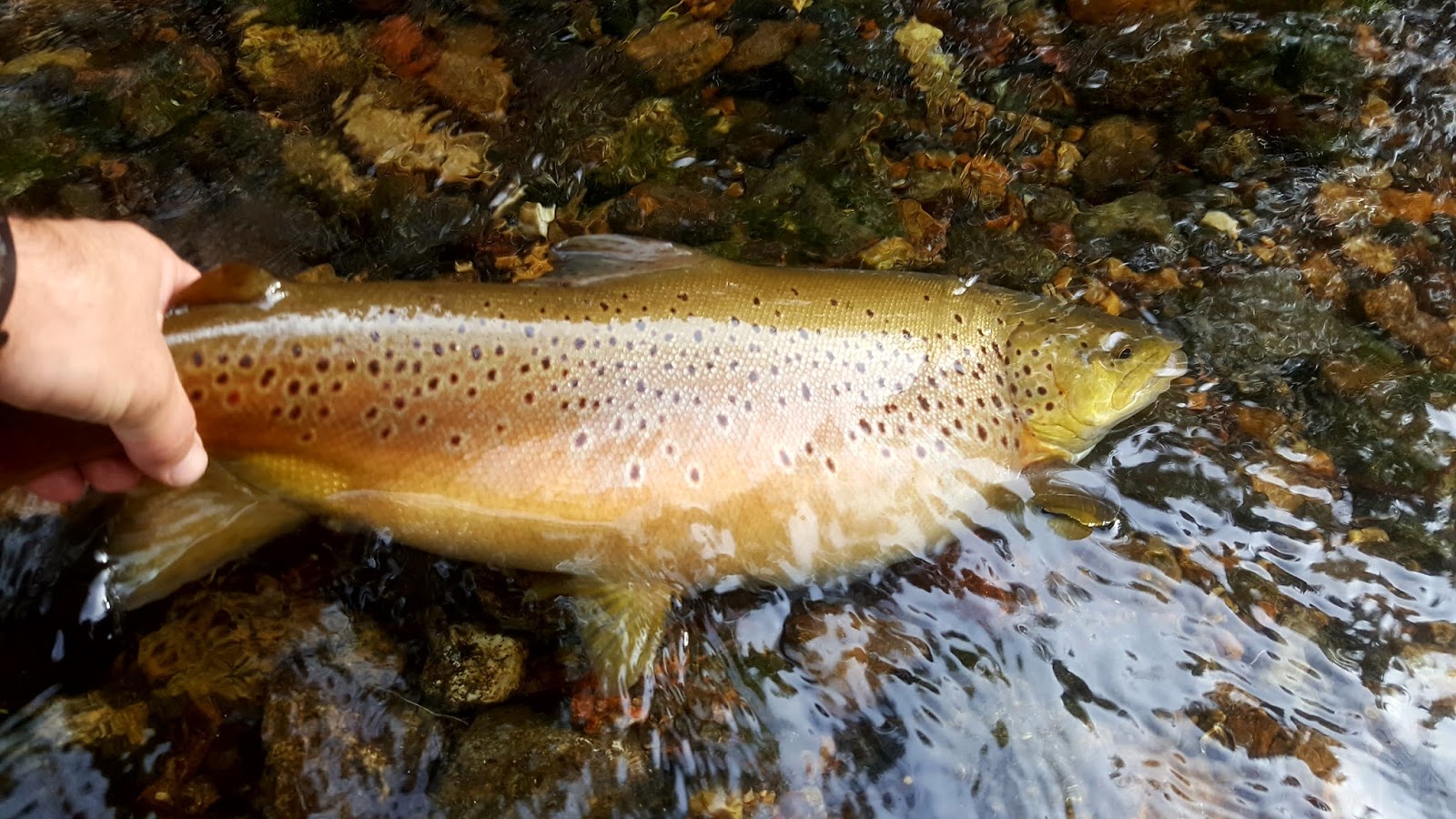 Welcome to the Millers River Fly Fishing Forum : The Roaring Millers, A ...