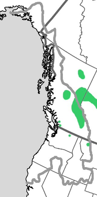 Wild Harvests: The Blueberry Bounty of Burns Bog