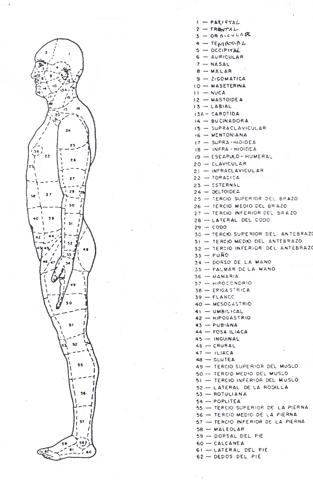 Informacion Juridica del Estado de Veracruz: Medicina Forense