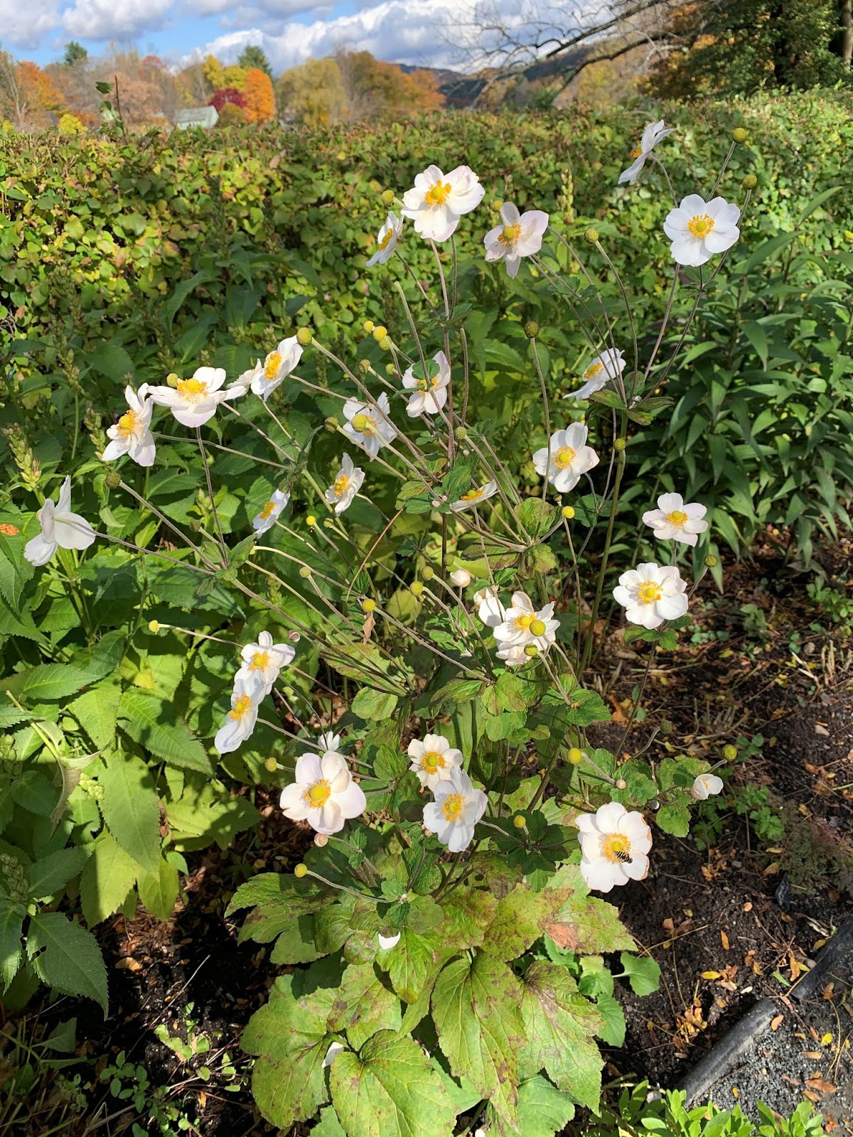 The Meditative Gardener: Fall Anemones