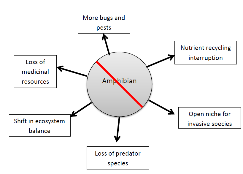 What is happening to the world's amphibians?: Why should YOU care?