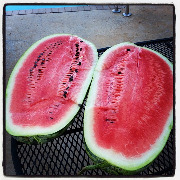Southern Sunflower Seeds