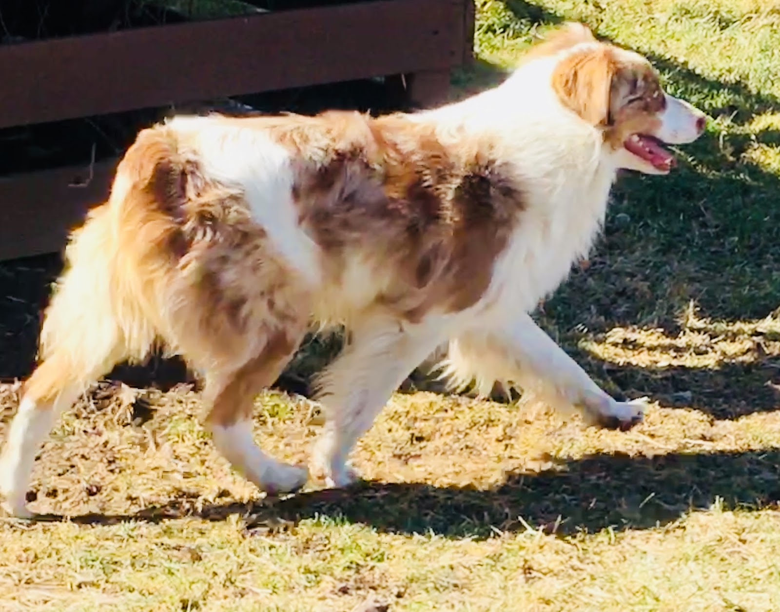 Little Bear Swamp Farm: RASCAL- Sire of Spectacular