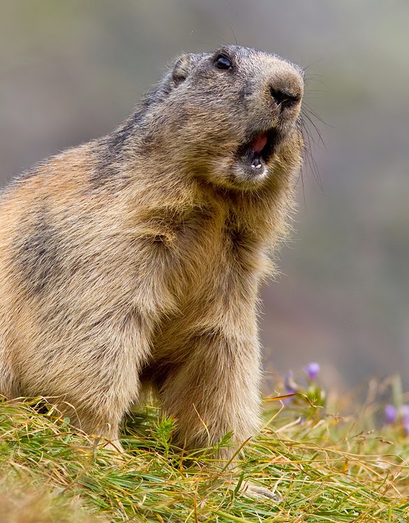 ALPINE MARMOT photos - wallpapers | the fun bank