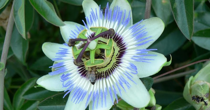 Mama Pea Pod: {Wordless Wednesday - Passion Flower}