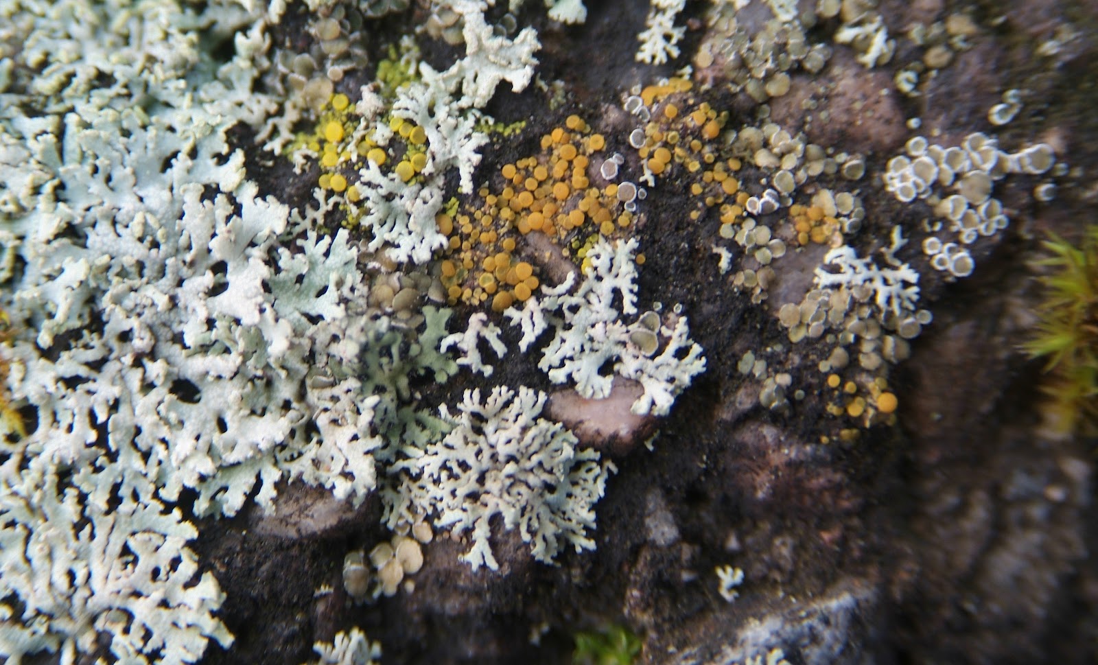 wolfs howl, lichen grows: Lichen