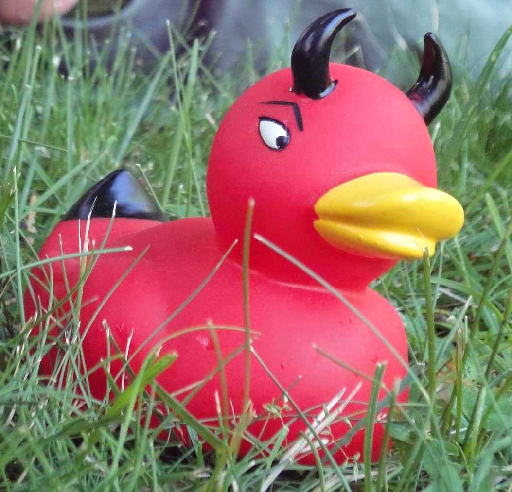 ANIMALS BEHAVING BADLY