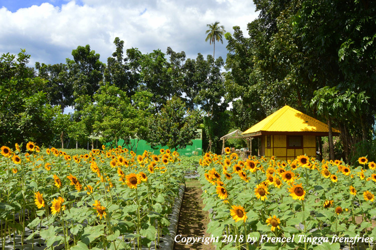 Frenz Fries: Sunshine “Sunflower” Farm Philippines