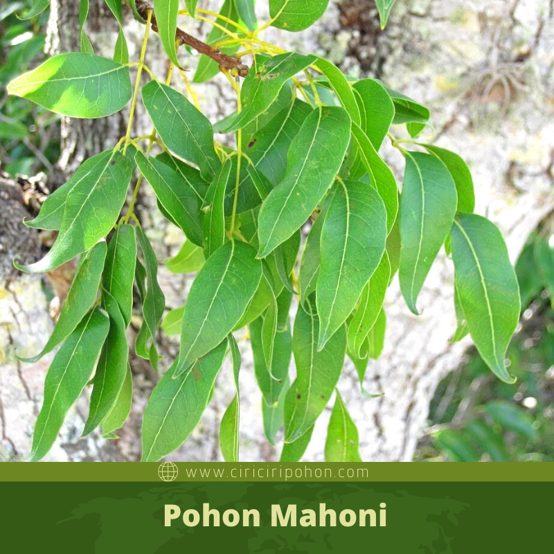 Budidaya Pohon Mahoni dengan Mudah - Ciriciripohon.com