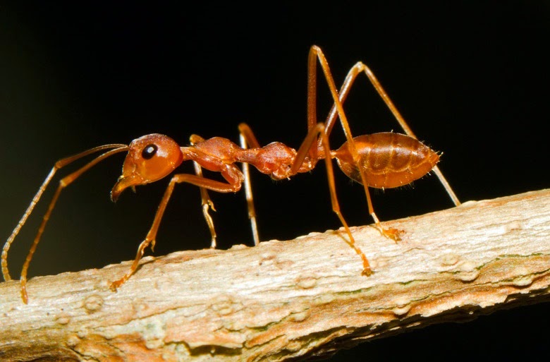 Blog de la clase de Biología y Geología de 1º de Bachillerato del IES ...