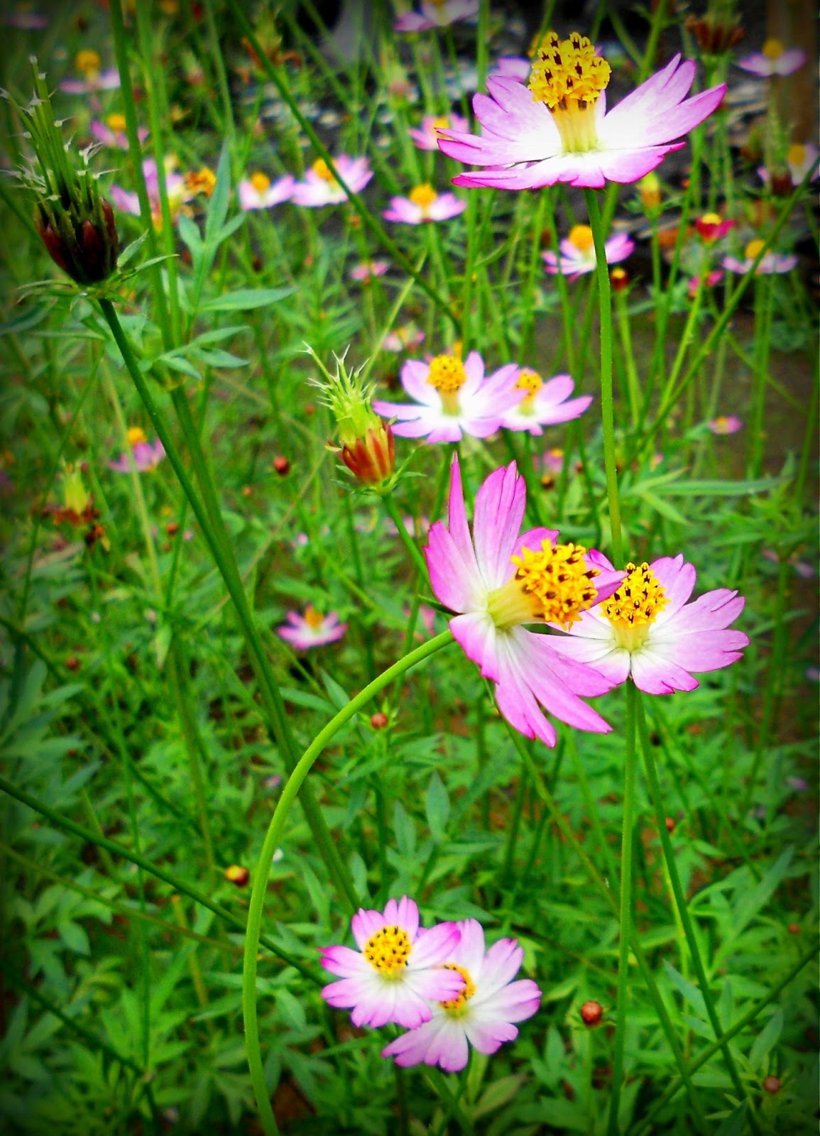 Indah dan Menawan Bunga Desa - Relaks Minda