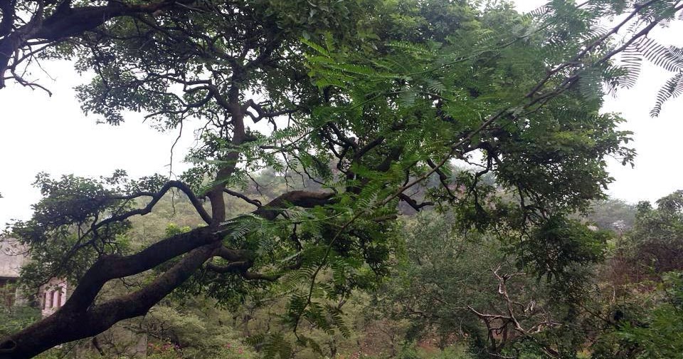 VMA 1.69 : "Living on fruits and roots, remember the Lord and Lady of ...