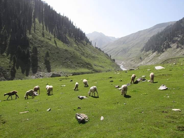 Hidden Meadows of Chorr or Chor Valley Allai, Batagram - GuiderPakistanTour
