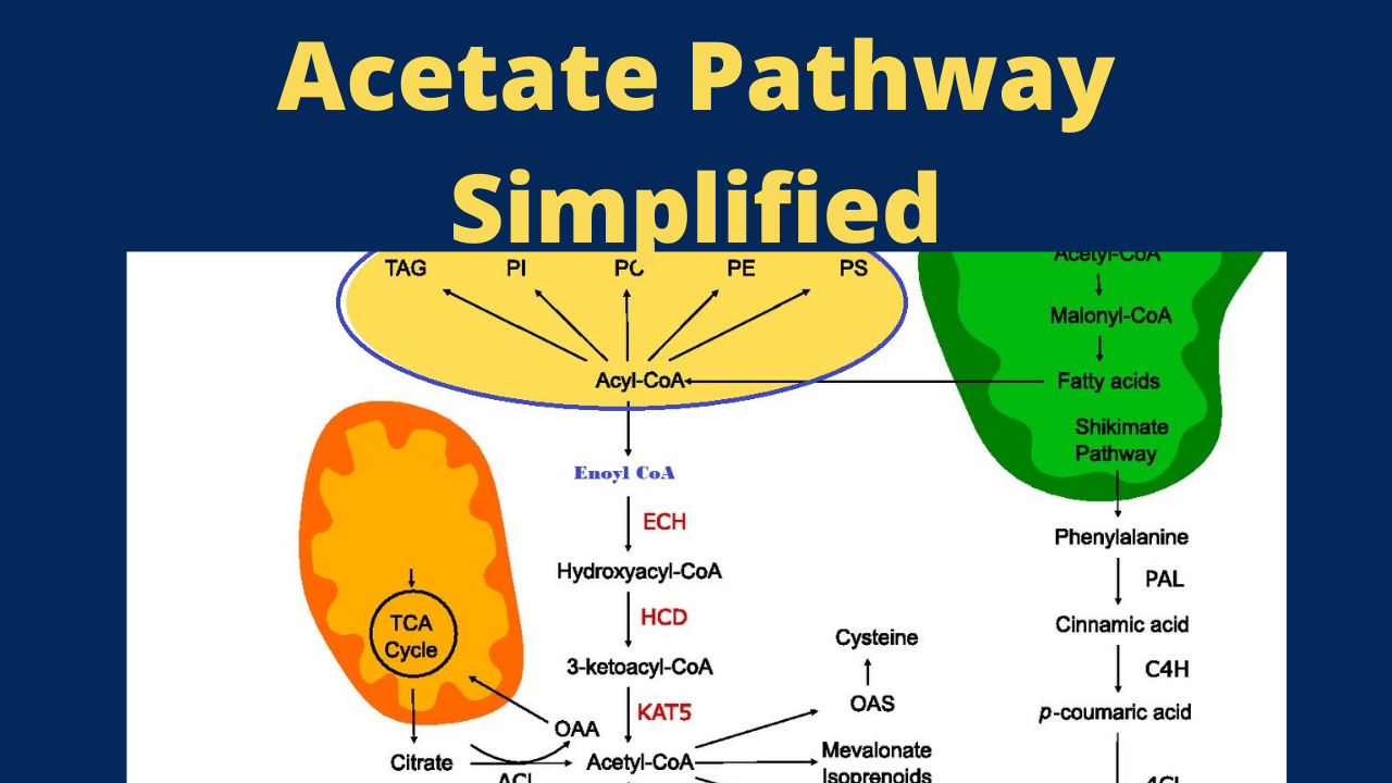 Acetate Pathway I Pharmacognosy and Phytochemistry (T. Y. B. Pharm Sem ...