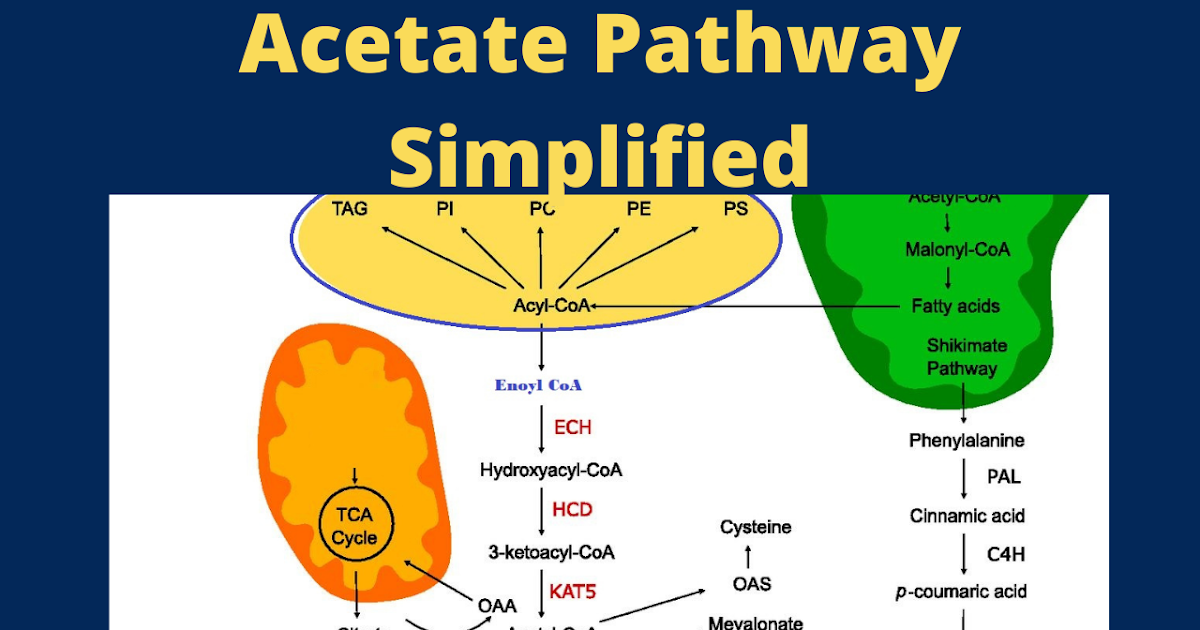 Acetate Pathway I Pharmacognosy and Phytochemistry (T. Y. B. Pharm Sem ...