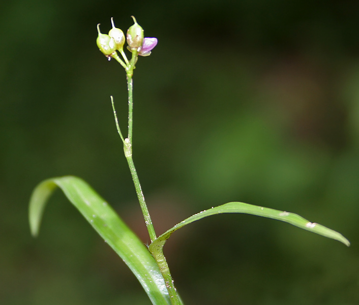 Flora de Puerto Rico Ilustrada Papo Vives: COMMELINACEAE MURDANIA NUDIFLORA