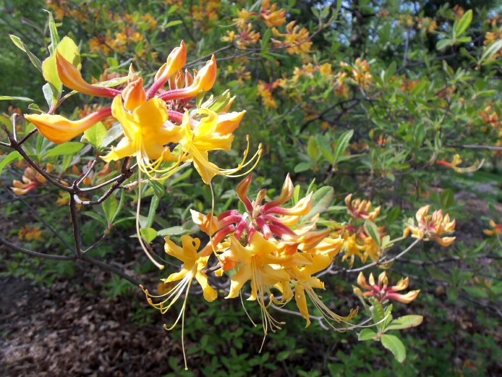 Orange explains it all: National Arboretum Azalea Collection