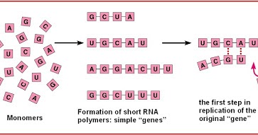 RNA is included in the first genetic material ~ Ilmu alam dan teknologi