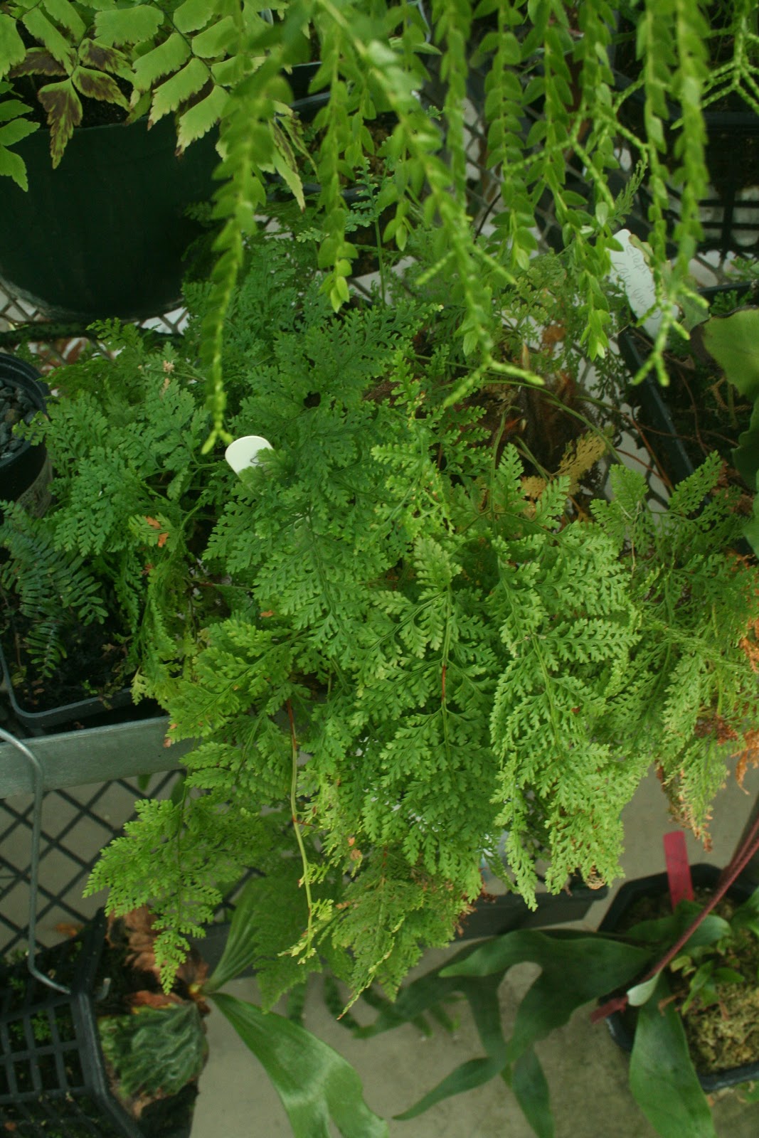 Rare Fern Species