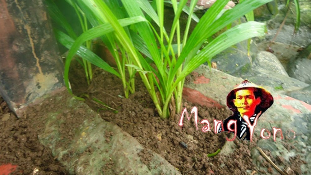 Terkeren 12+ Bunga Anggrek Sendok - Gambar Bunga Indah