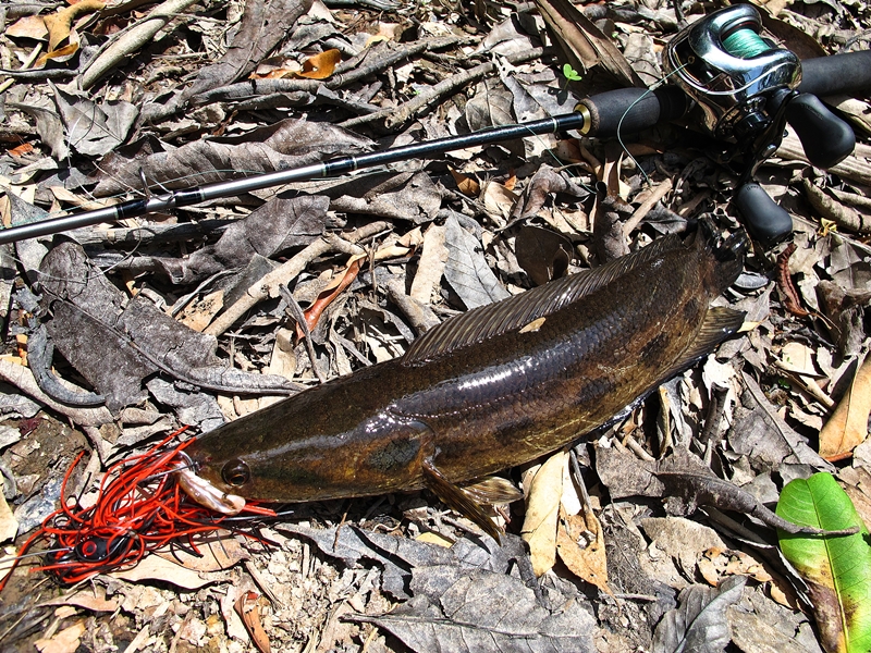 ANGLING WORLD 魔魚釣界: Forest Snakehead