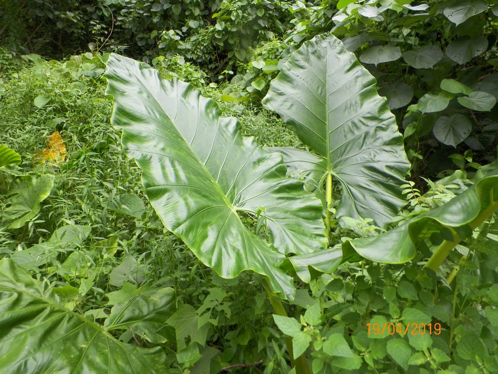 slutigram: Rarotonga in the Cook Islands