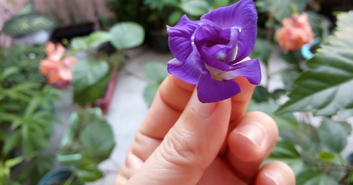 10 Health Benefits of Blue Ternate Tea