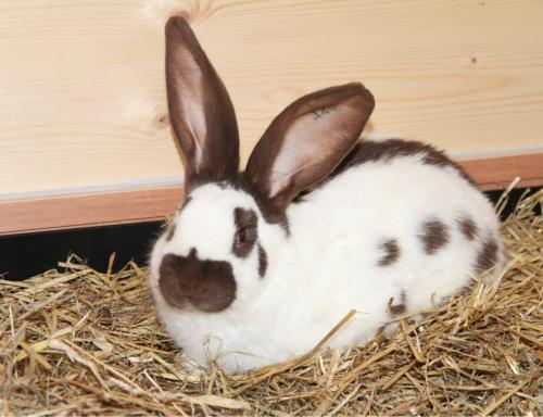 Kaninchenzucht am Stürzerhof: Deutsche Riesenschecken