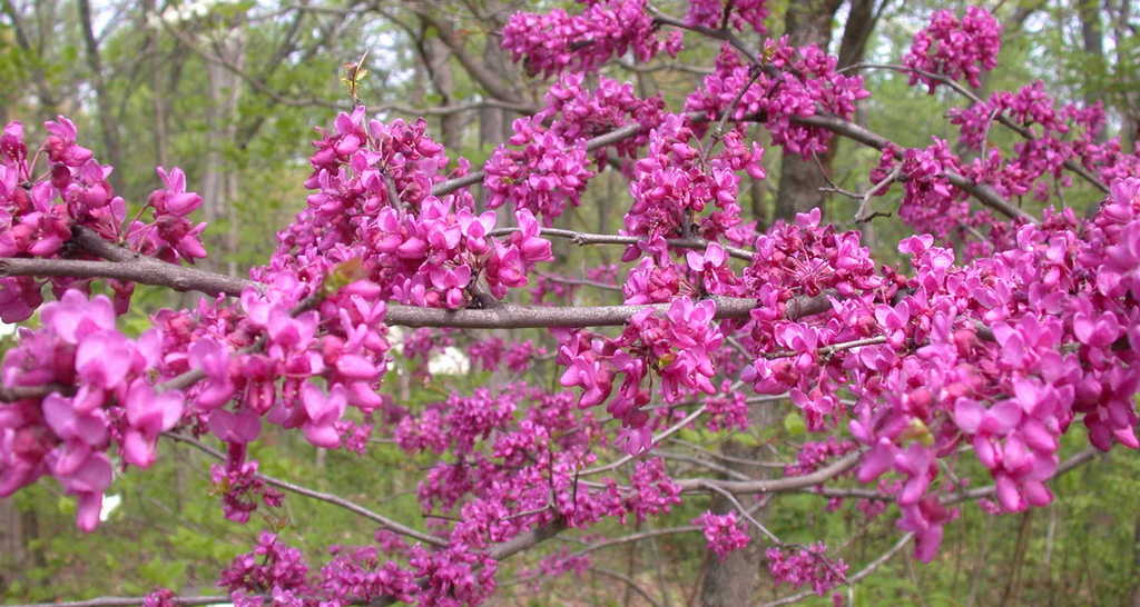拈花惹草集: 幹生花植物 (Cauliflory)