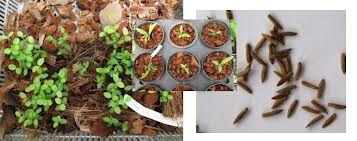 Aleyagarden shop, Hoya list: True to type Hoya seeds, pure breeds and ...