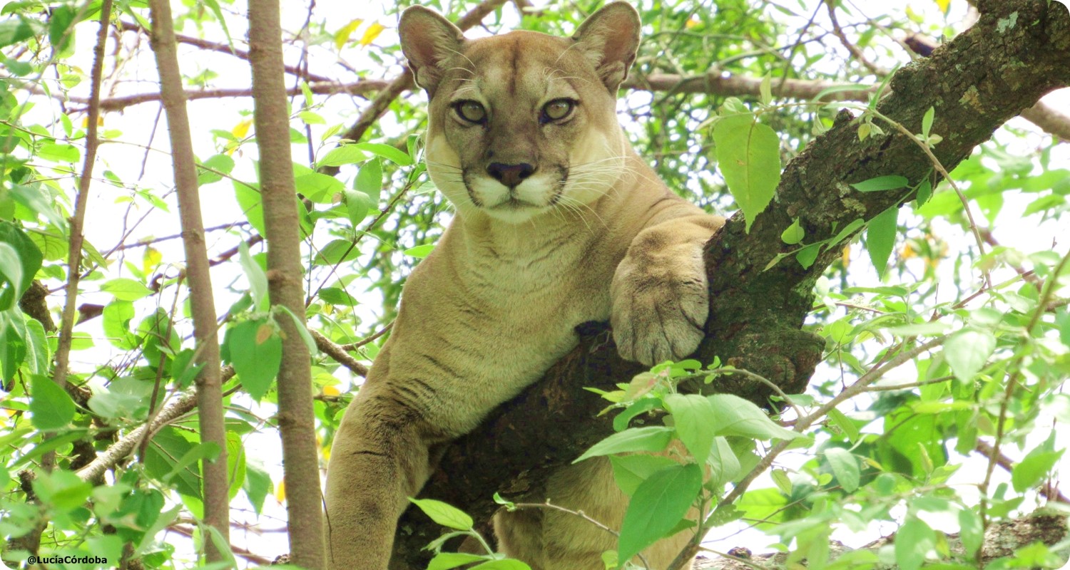 La Guata del Pauto: LA HISTORIA DE UN PUMA LLAMADO “COCONUCO”