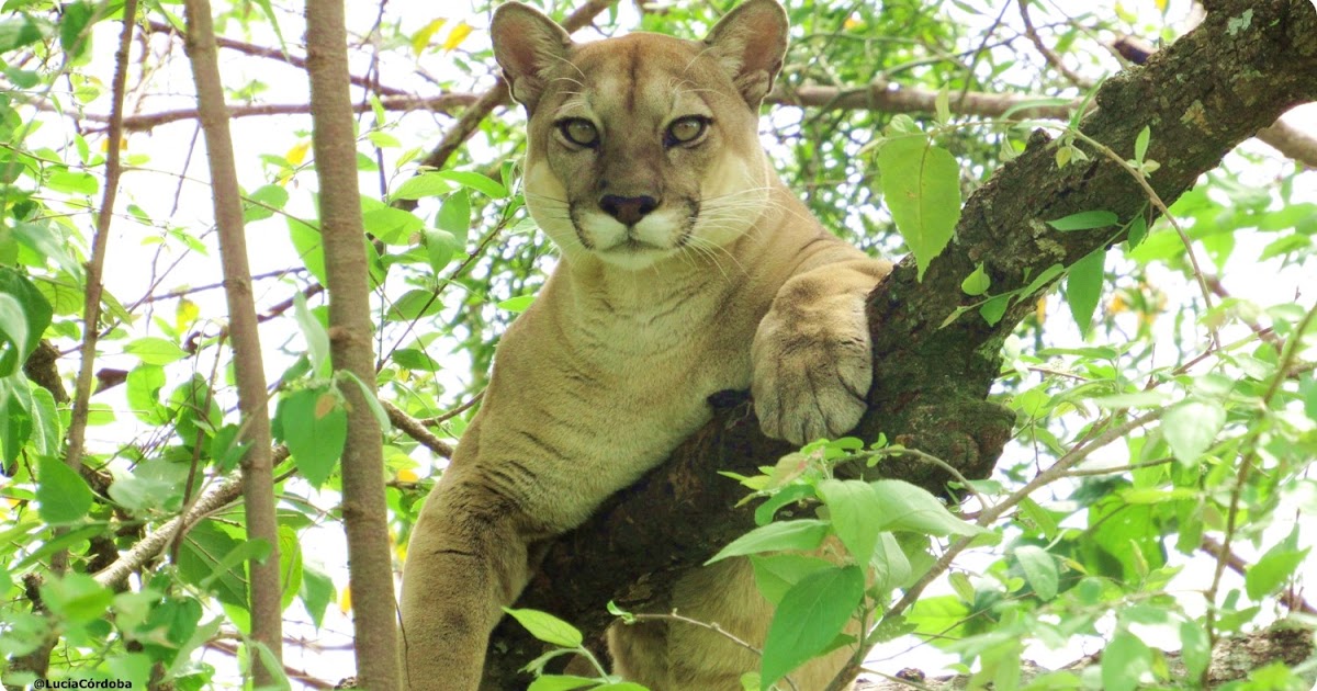 La Guata del Pauto: LA HISTORIA DE UN PUMA LLAMADO “COCONUCO”