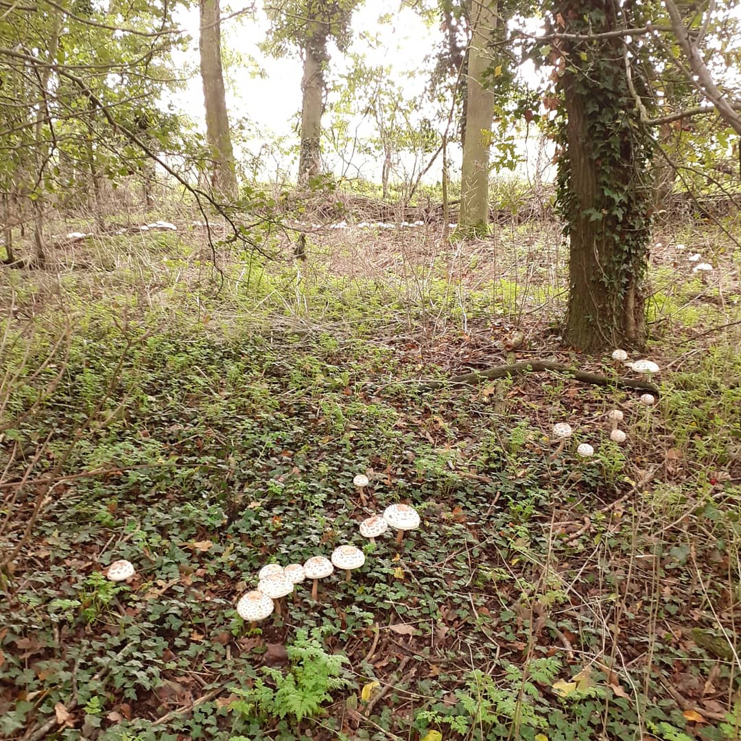 Framsden Woodland Group: 2020