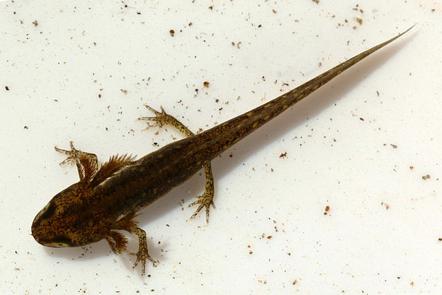 The Season for Newts |The Green Bard