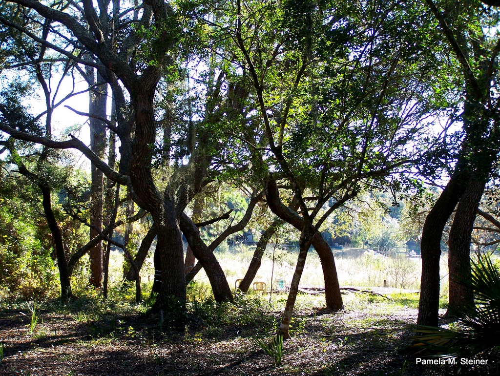 Closed Doors, Open Windows: The Trees of the Field Shall Clap Their Hands