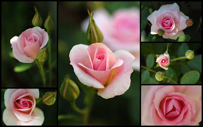 Amy's Garden: Morden Roses