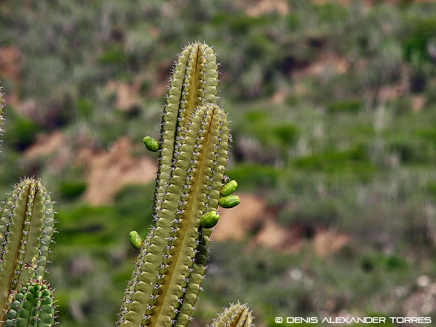 VISION TORRES - IMAGENES DE NUESTRO MUNDO: LOS VALLES SECOS DE MÉRIDA ...