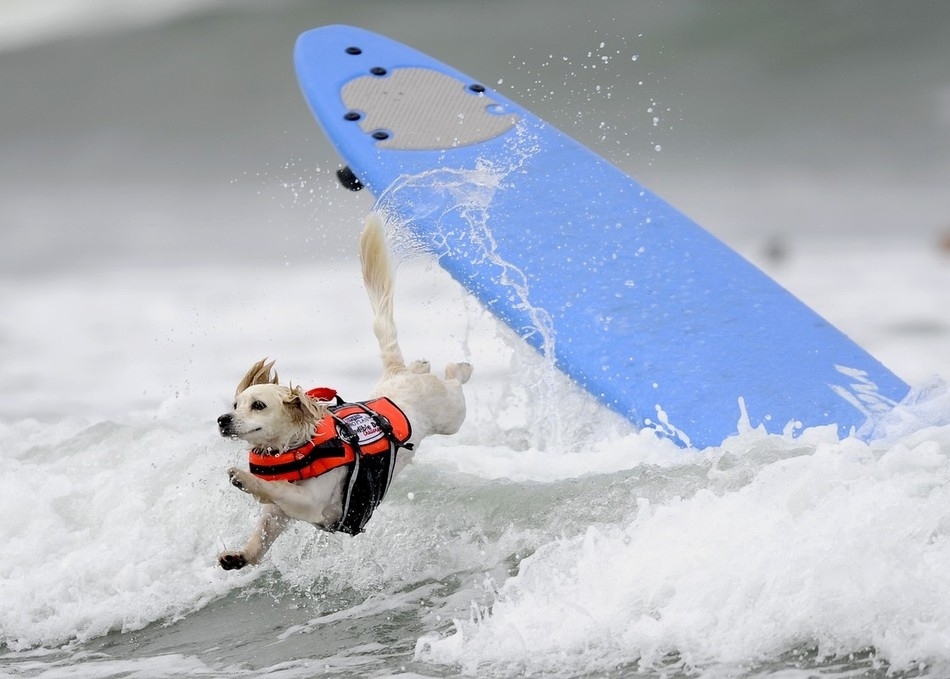 Awesome dogs from the 2012 Surfing Dog Challenge (10 Pics) | Amazing ...