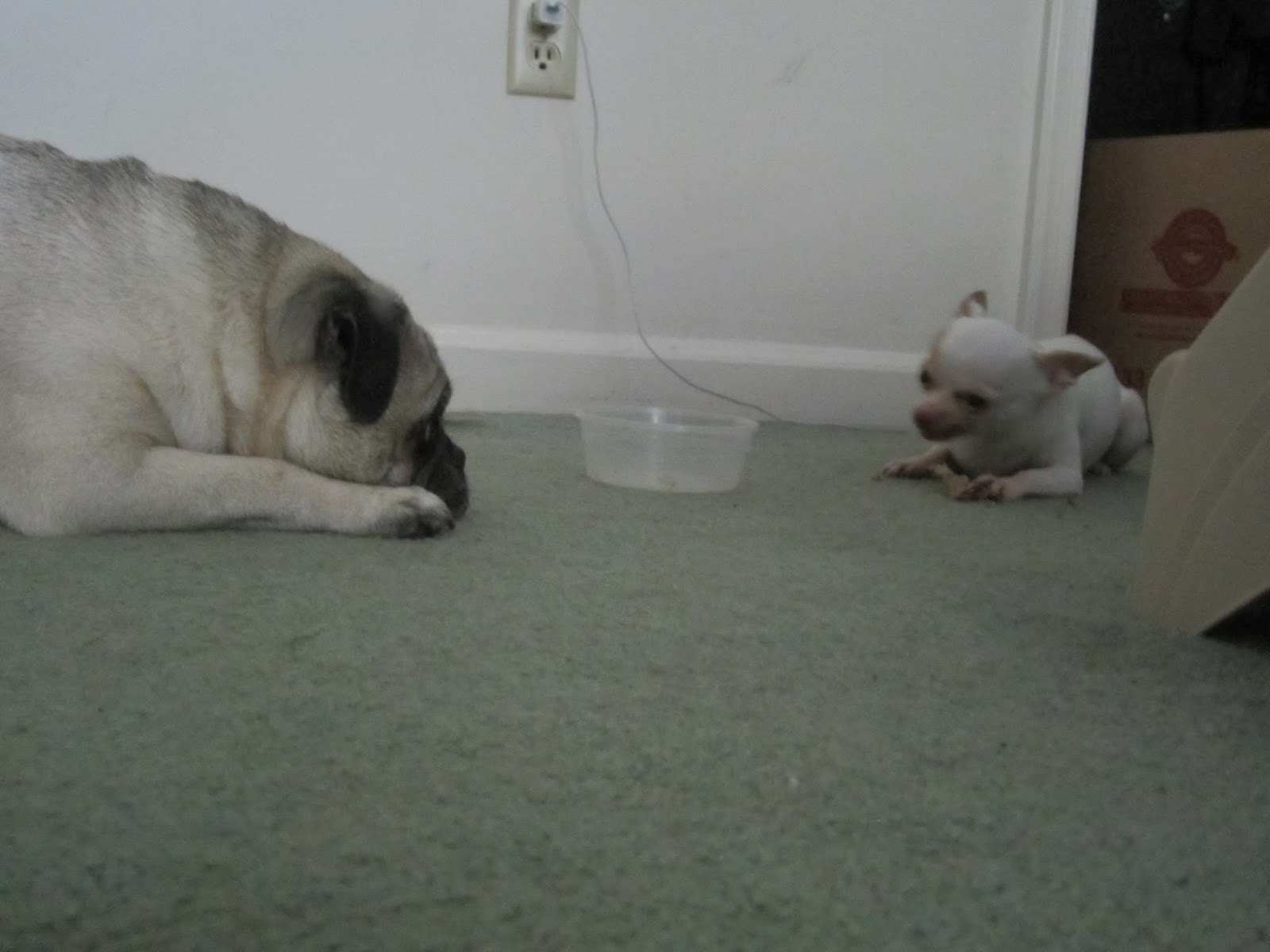 Wild Alaskan Mountain Pug>>>>>>in FLORIDA!